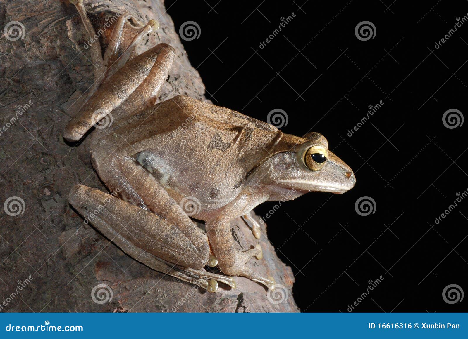 Tree frog stock photo. Image of macro, face, frog, natural - 16616316