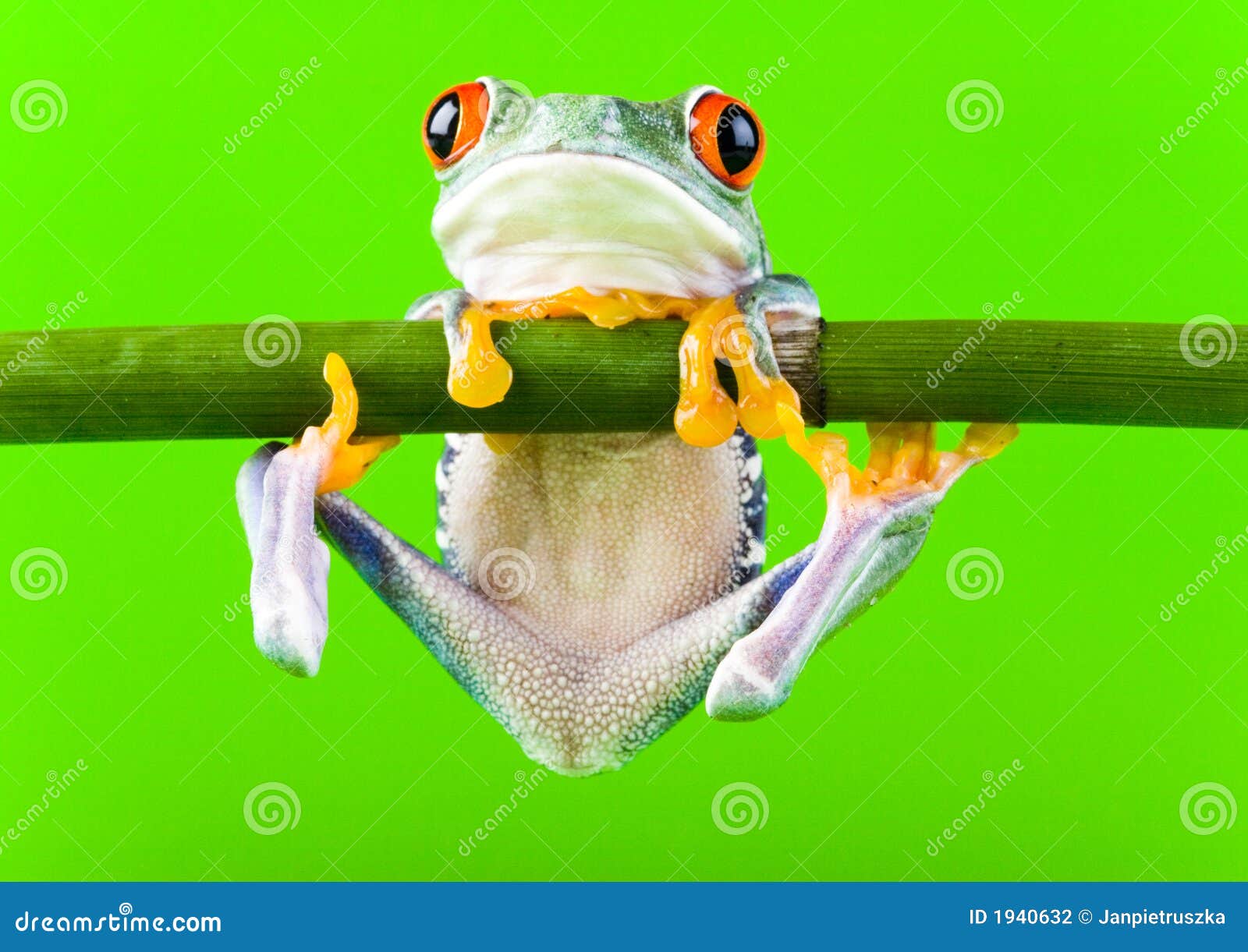 Tree frog stock photo. Image of animal, colours, clambering - 1940632