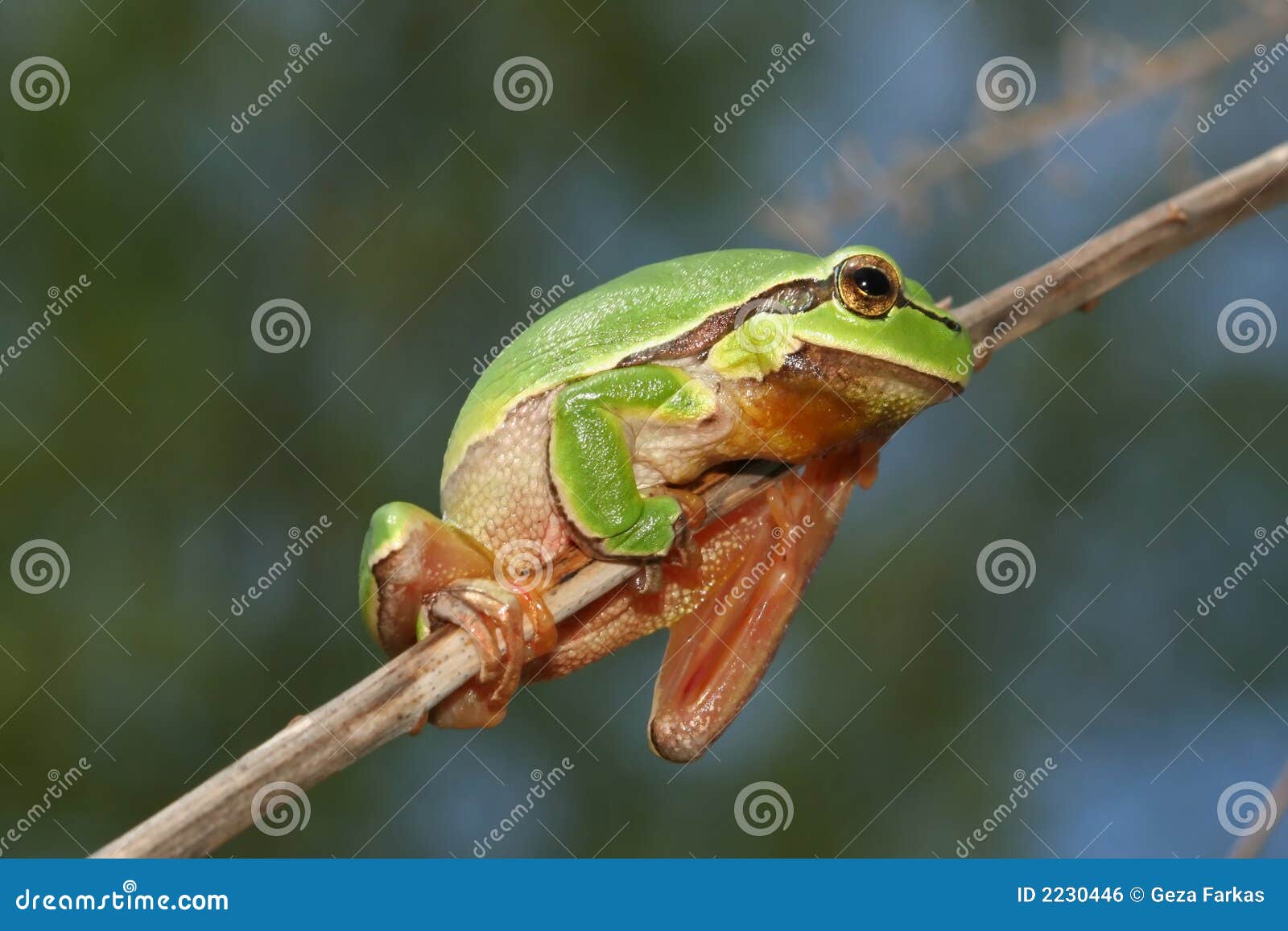 Tree frog stock photo. Image of little, amphibian, dissection - 2230446