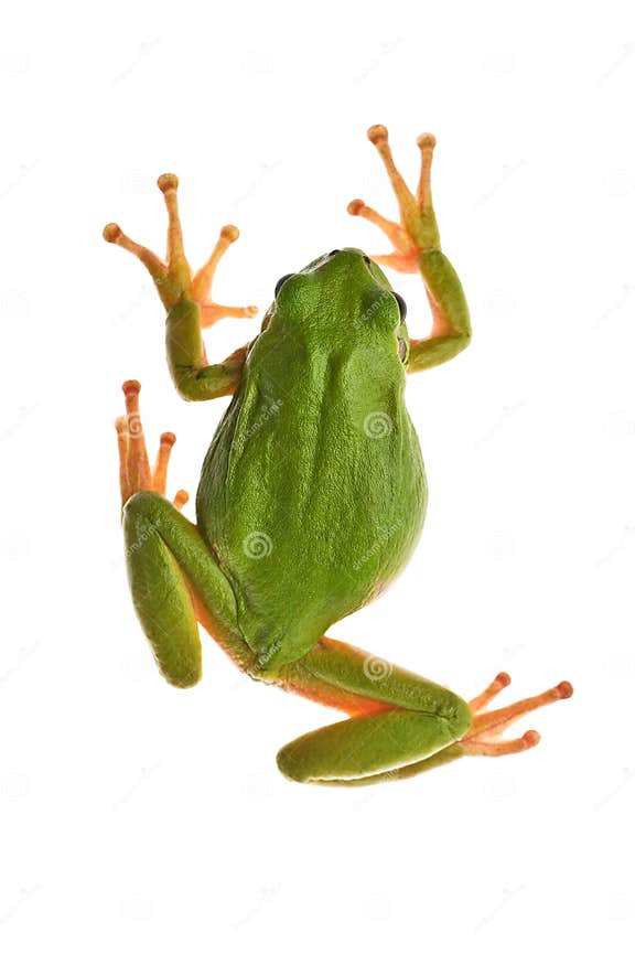 Tree_frog stock image. Image of froggy, amphibian, stare - 22563055