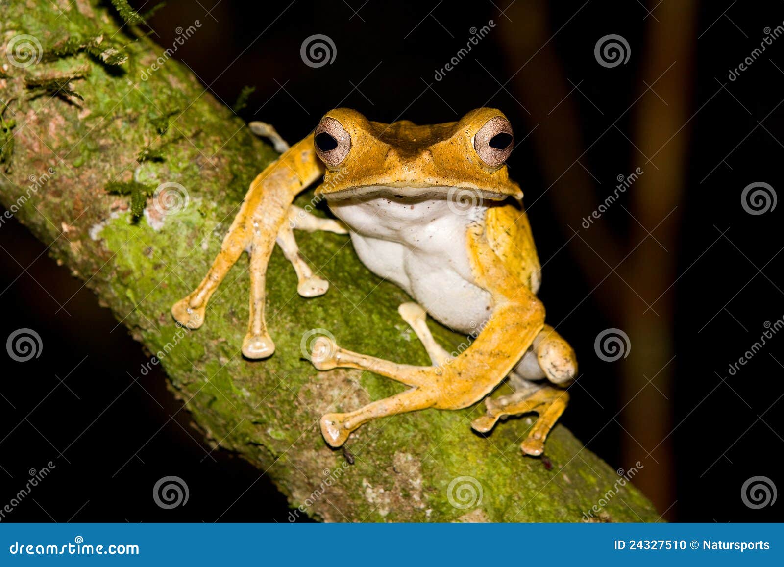 File-eared Tree Frog Or Bony-headed Flying Frog (Polypedates Otilophus ...