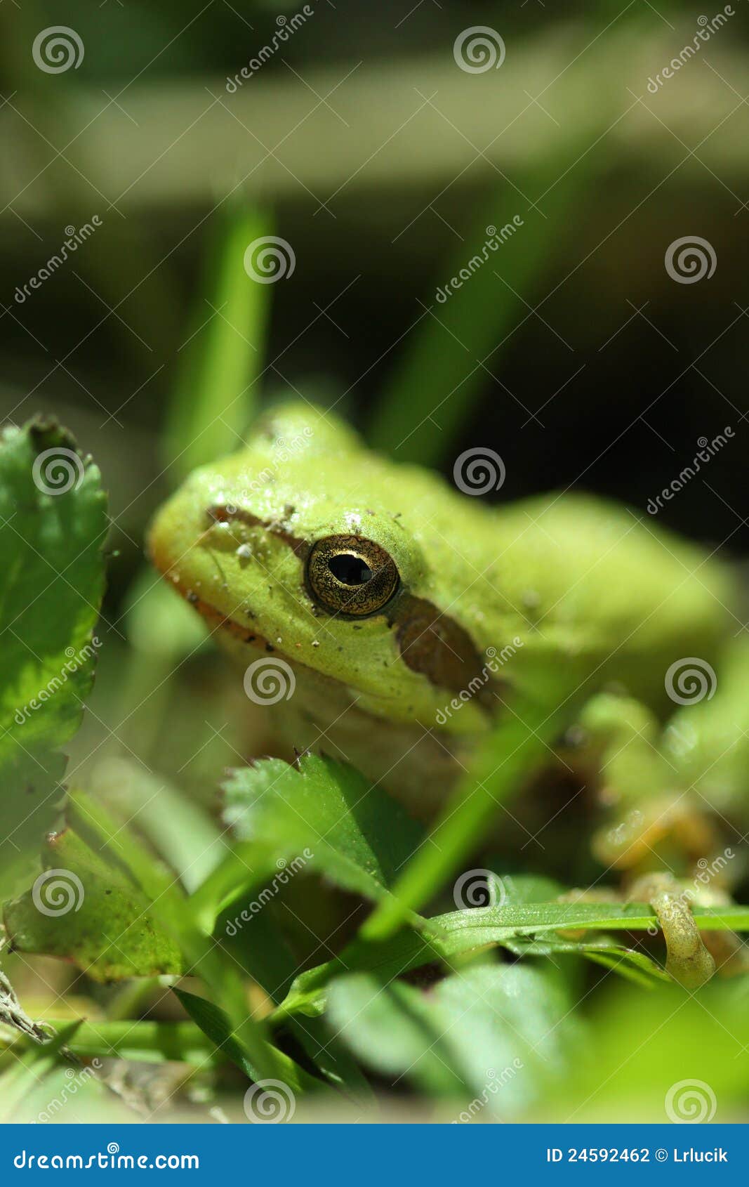 Tree-frog stock photo. Image of environmental, nature - 24592462