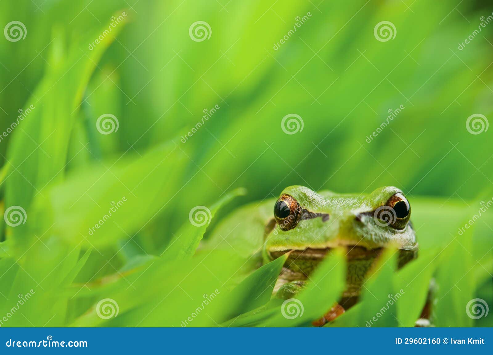 Tree_frog stock photo. Image of nature, hungry, froggy - 29602160