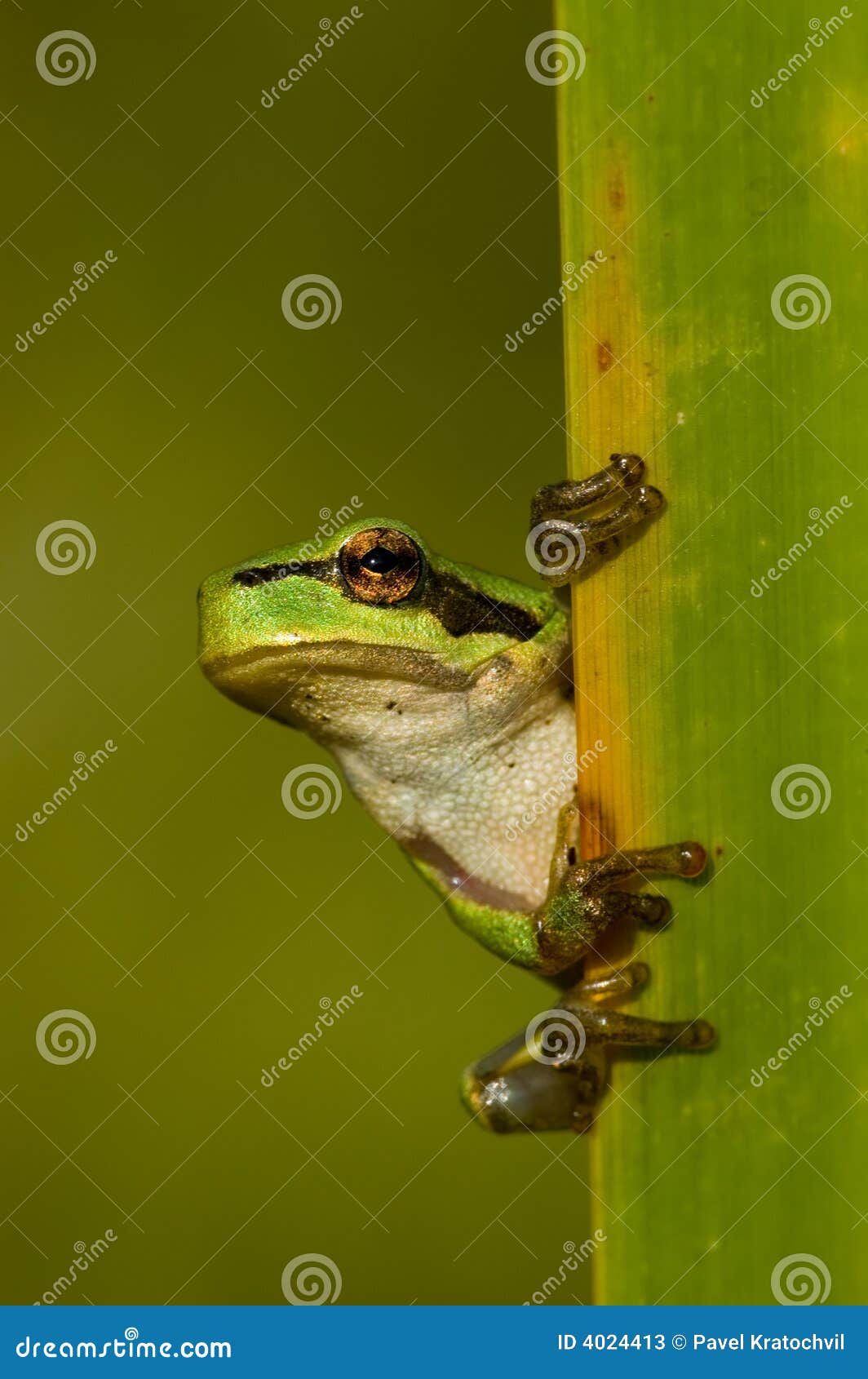 Tree-frog stock image. Image of zoology, natural, horizontal - 4024413