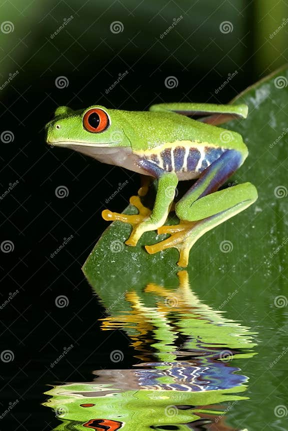 Tree frog stock image. Image of fragile, cling, frightened - 7727259