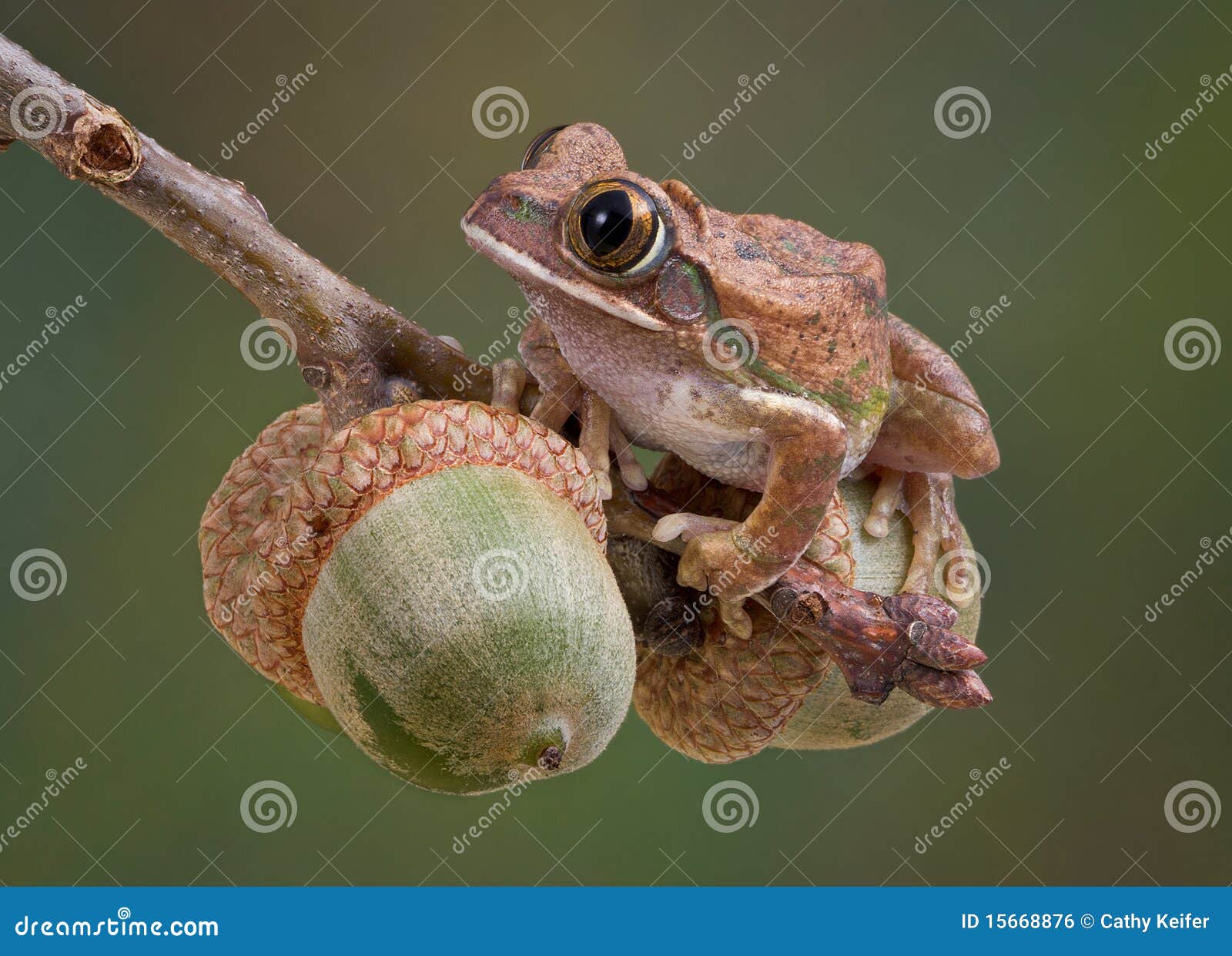 Tree Frog on Acorns stock photo. Image of nature, nocturnal - 15668876