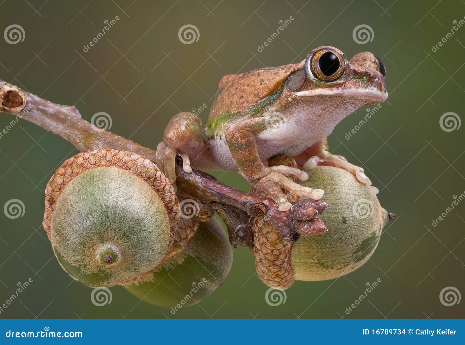 Tree frog on acorns stock photo. Image of tree, nocturnal - 16709734