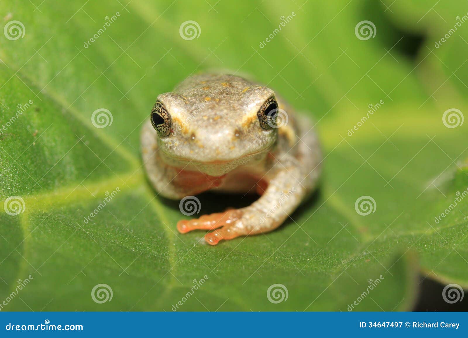 Tree Frog stock image. Image of leaf, animal, newt, small - 34647497