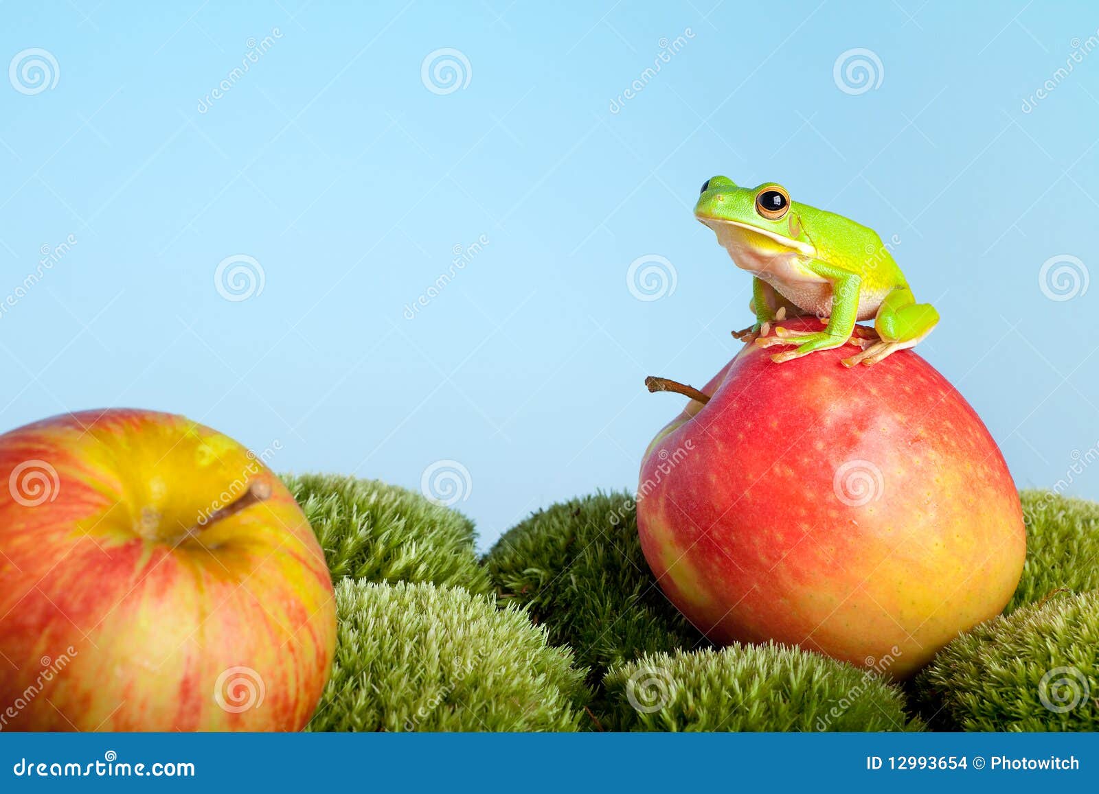 Tree frog on apple stock photo. Image of species, food - 12993654