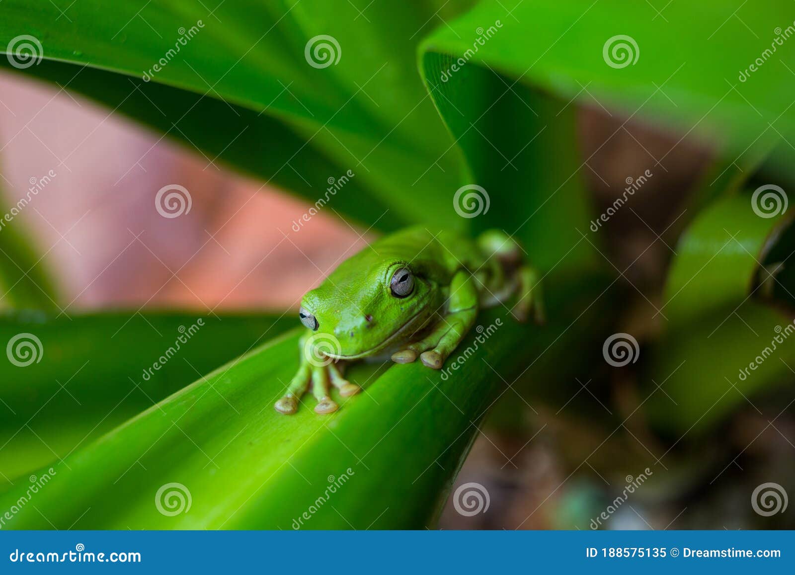 Tree frog australia stock image. Image of amazonian - 188575135