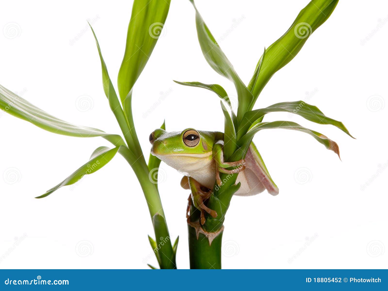 Tree frog on bamboo stock photo. Image of leaf, copyspace - 18805452