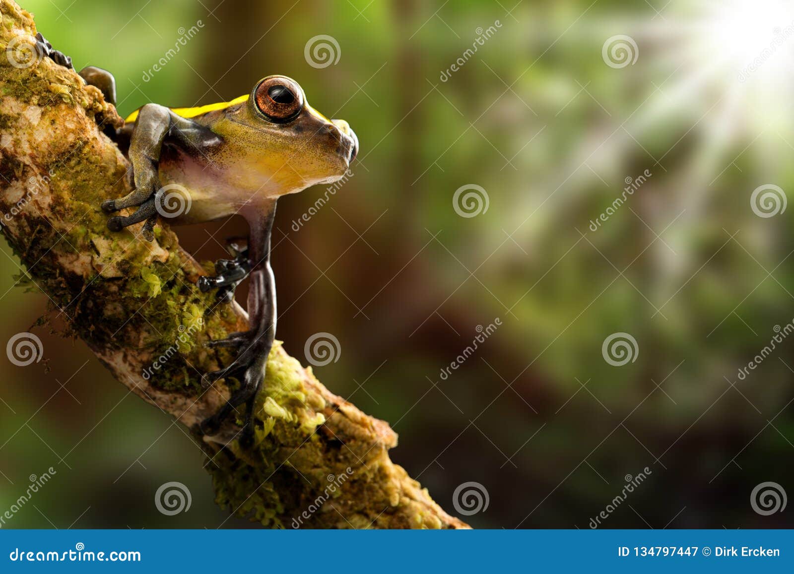 Tree Frog Basking in Tropical Sun Stock Image - Image of amazon, tree ...