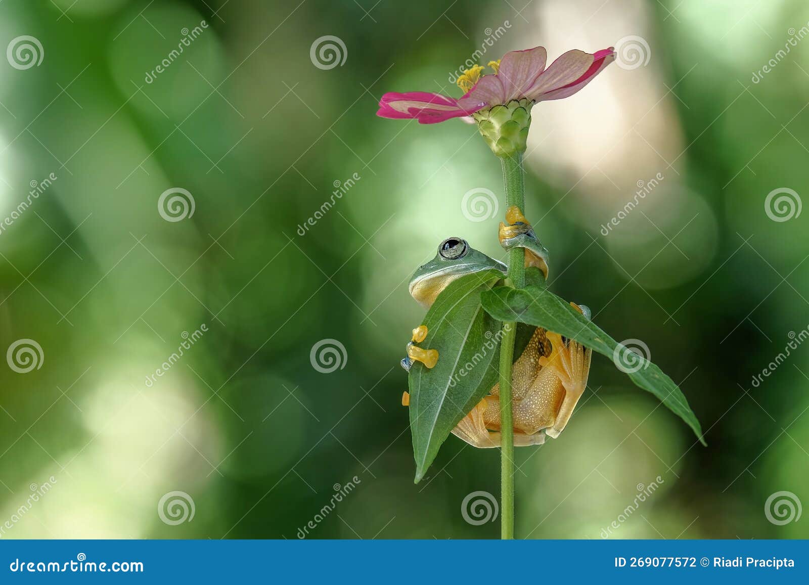 Tree Frog, Flying Frog on the Flower Stock Photo - Image of rain, green ...
