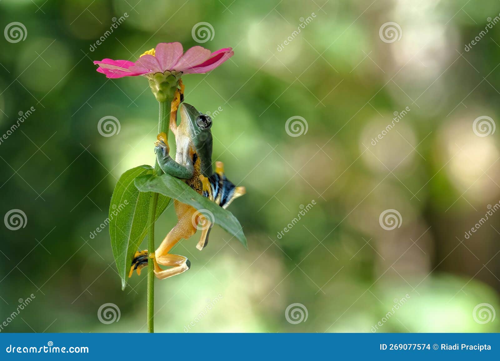 Tree Frog, Flying Frog on the Flower Stock Photo - Image of fall, green ...