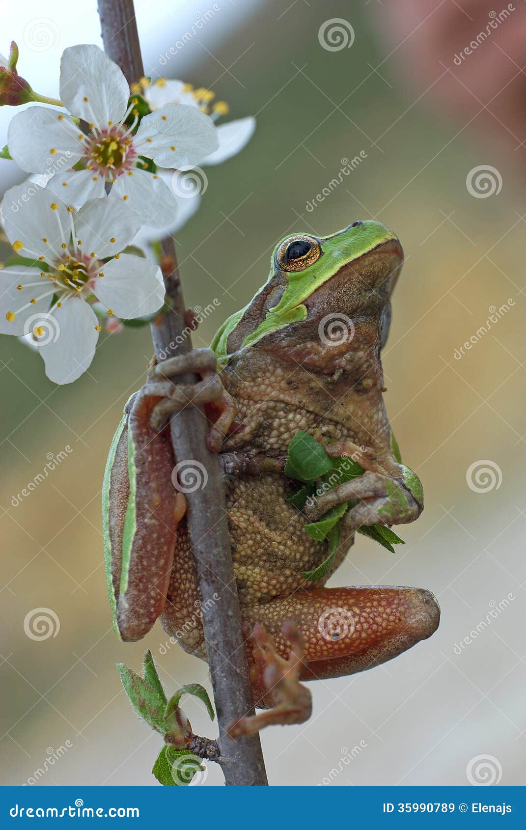 A tree frog stock image. Image of closeup, flower, frog - 35990789