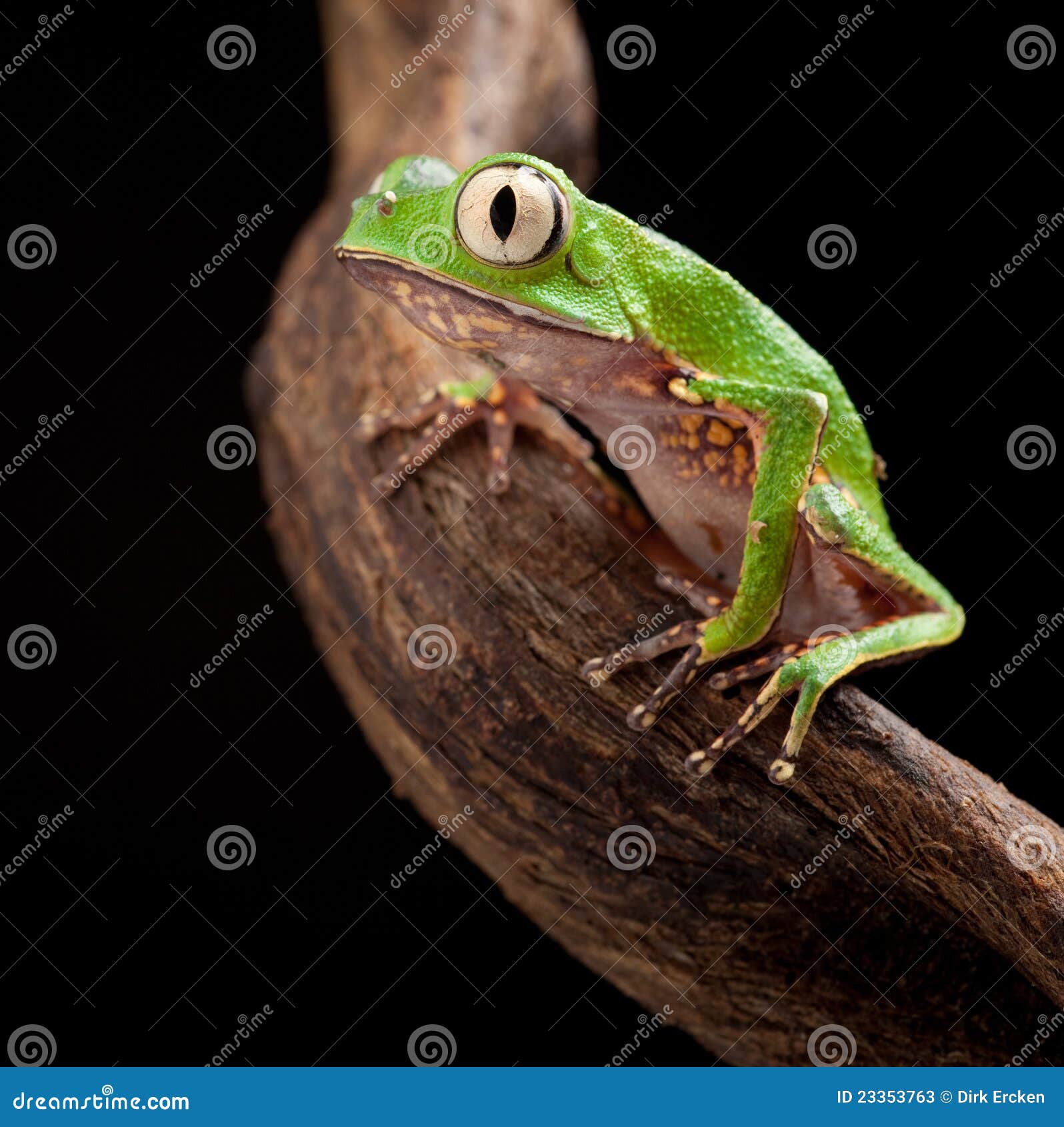 Tree frog with big eyes stock image. Image of animal - 23353763