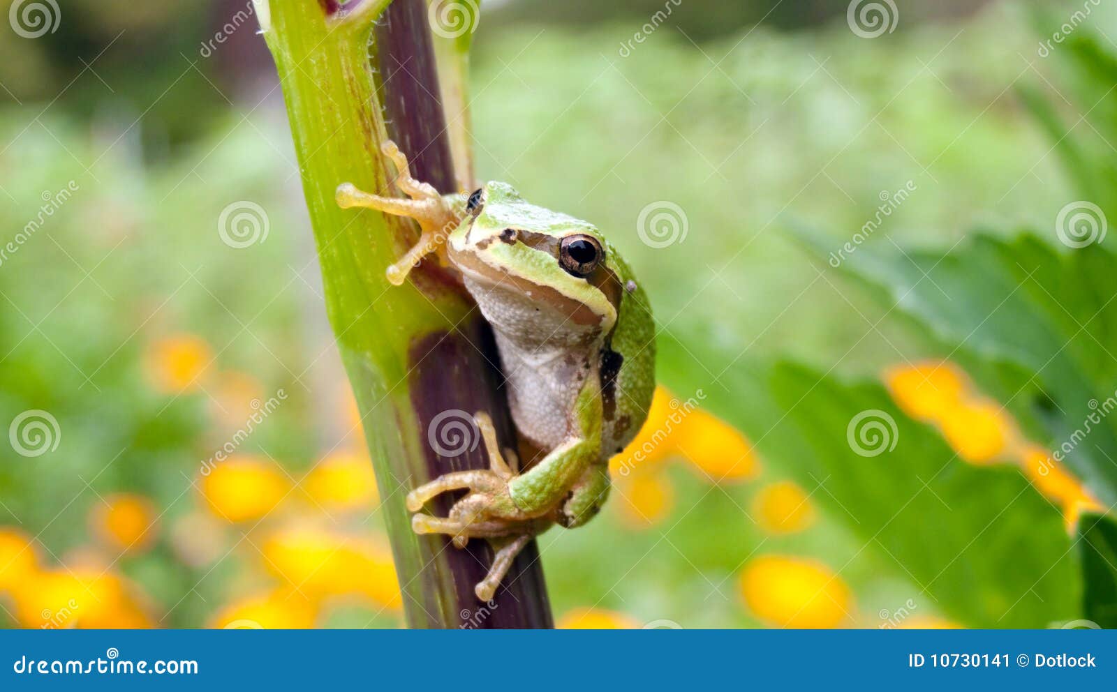 Tree Frog on Branch stock image. Image of green, amphibian - 10730141