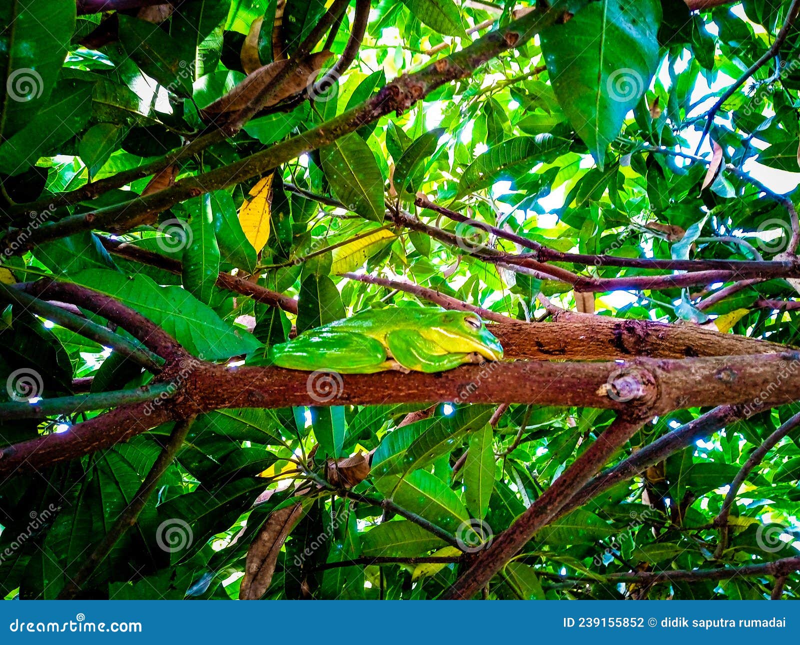 Tree frog on a branch stock photo. Image of wildlife - 239155852