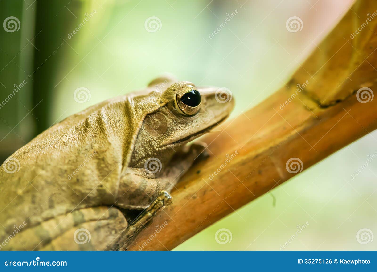 Tree frog on branch stock photo. Image of green, leaf - 35275126