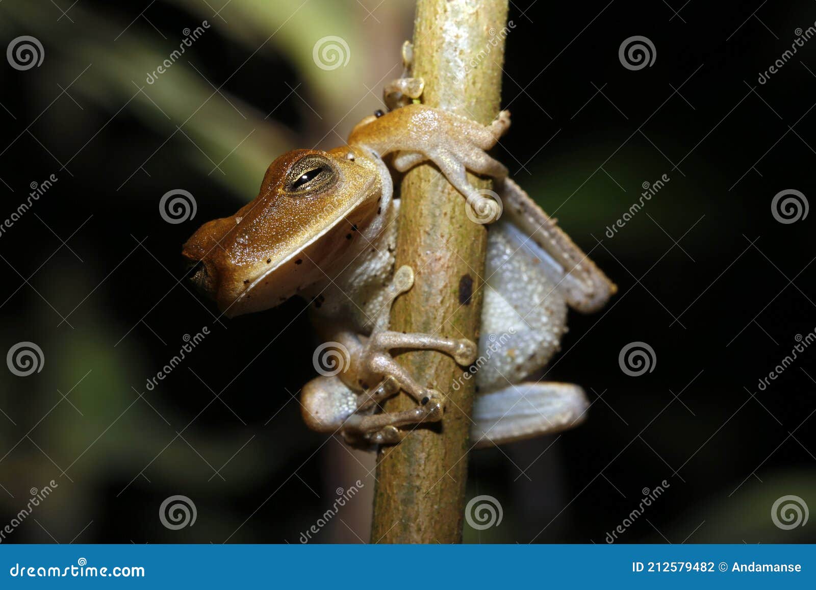Tree Frog on Branch stock photo. Image of frog, reserve - 212579482