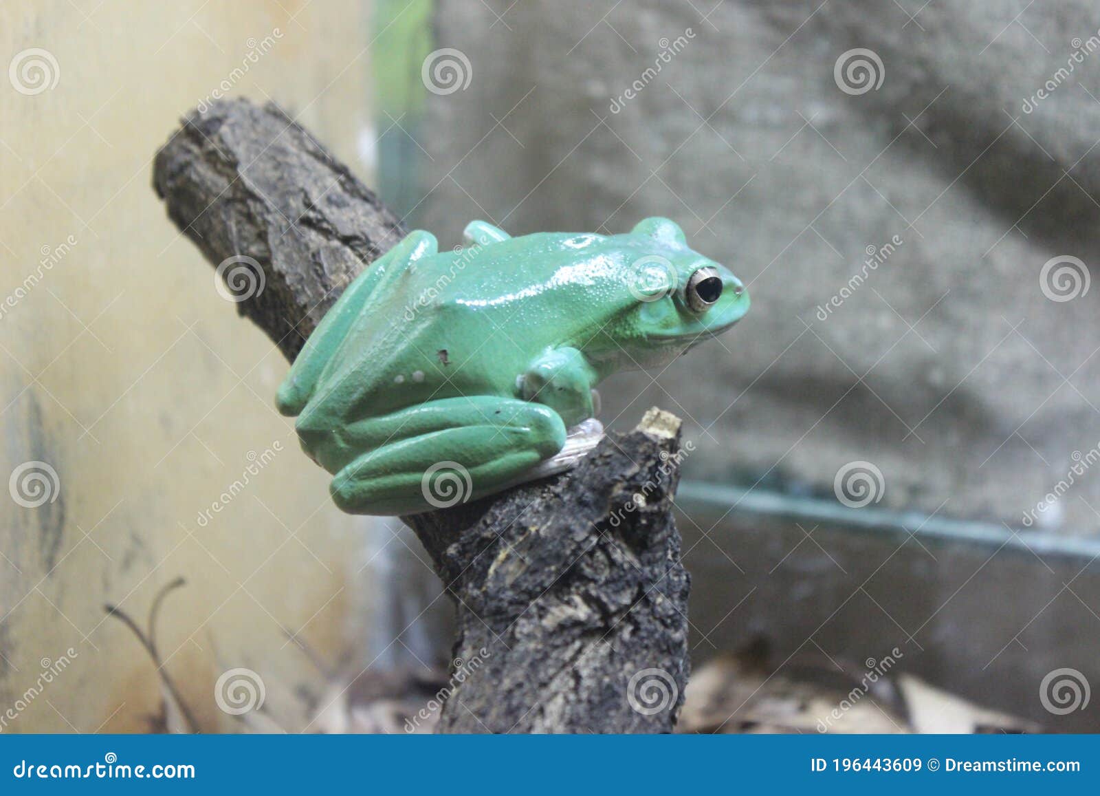 Tree Frog on a Branch in a Terrarium Stock Image - Image of closeup ...