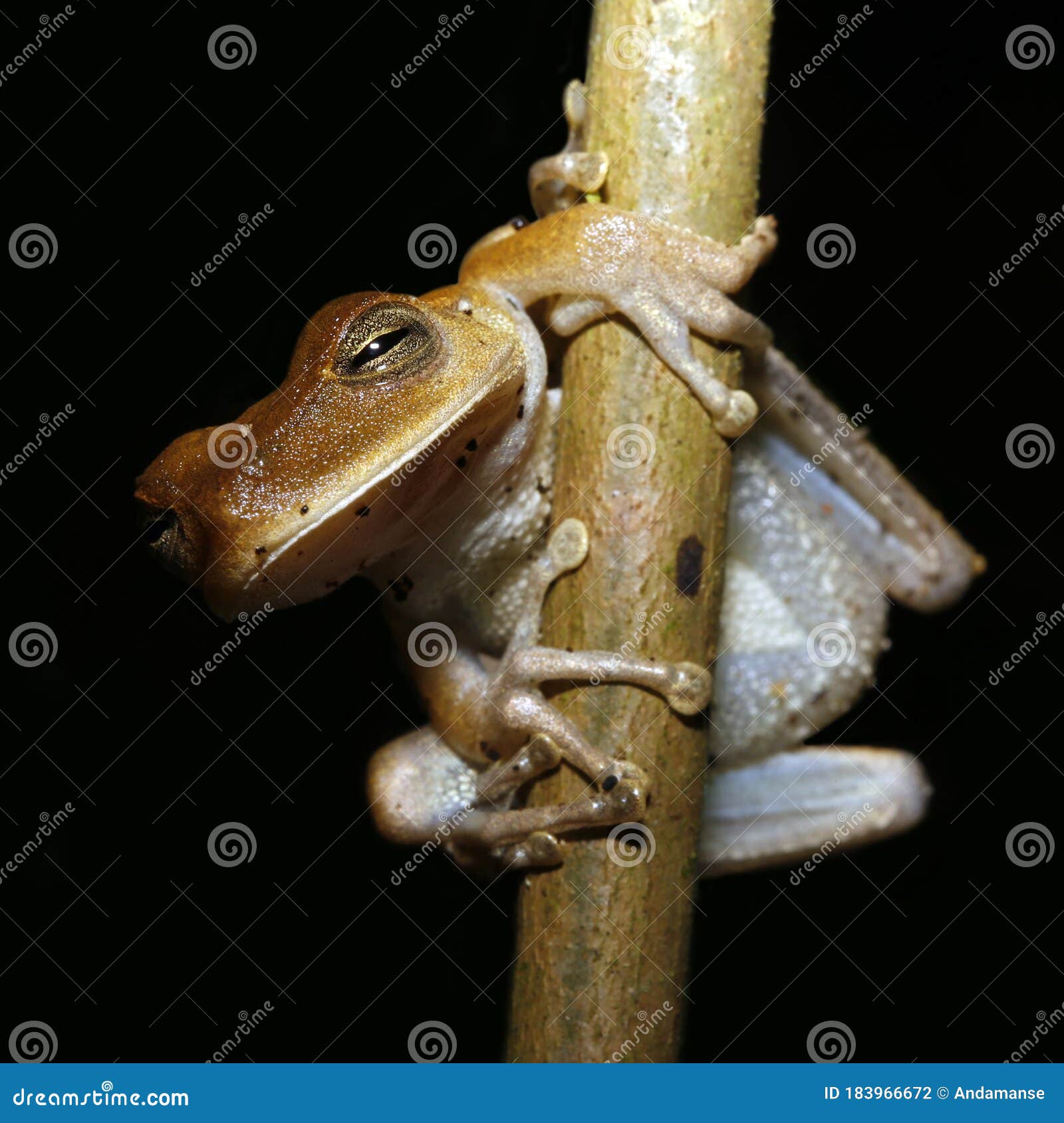 Tree Frog on Branch stock photo. Image of rainforest - 183966672