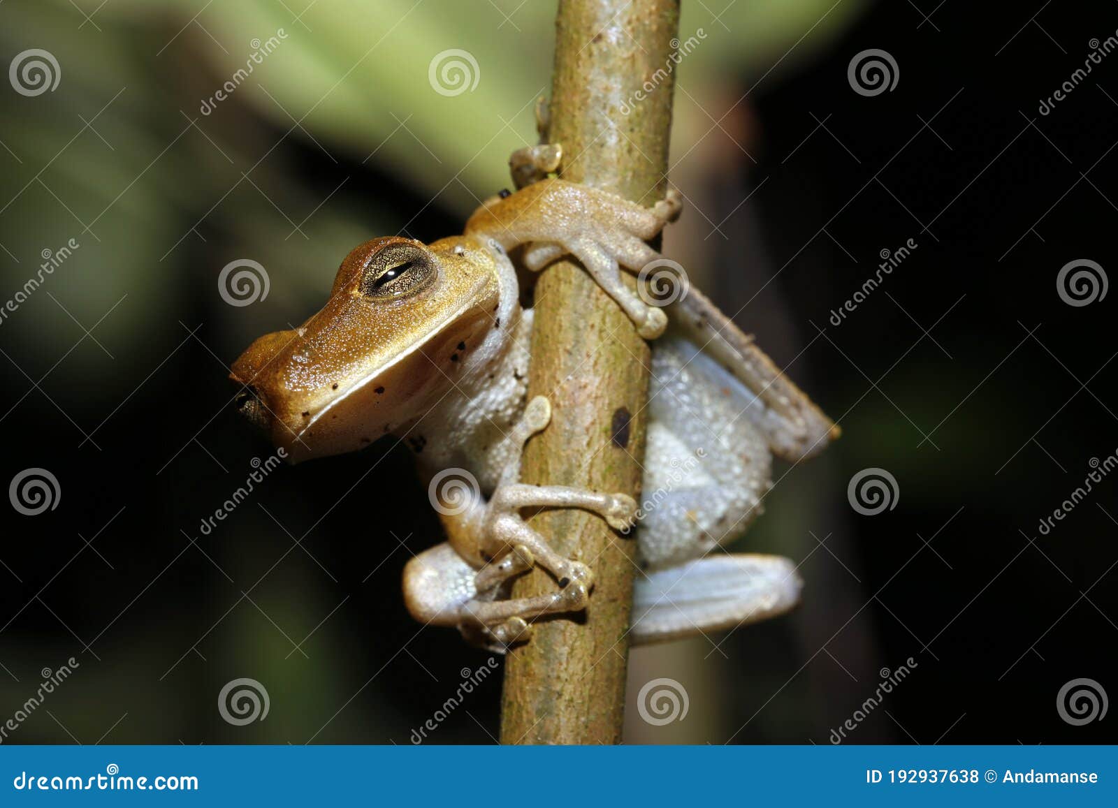 Tree Frog on Branch stock photo. Image of wild, south - 192937638