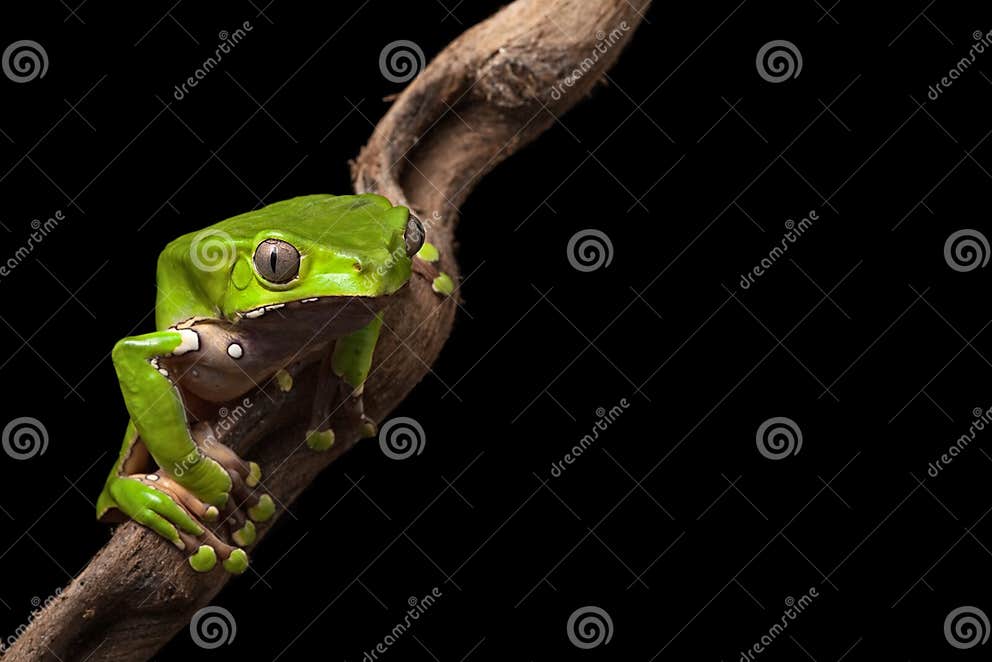 Tree Frog in Brazil Amazon Rain Forest Stock Image - Image of south ...