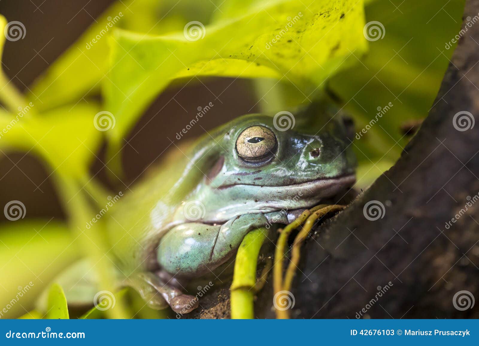 Tree Frog in Brazil Tropical Amazon Rain Forest Stock Image - Image of ...