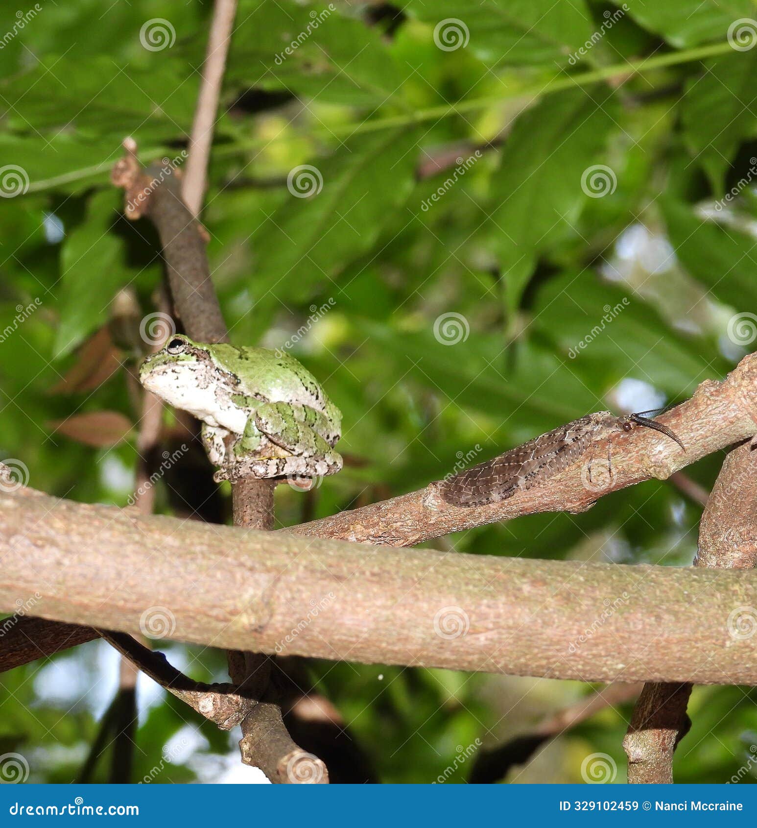 Tree Frog and Caddisfly Camouflage on Natural Outdoor Tree Branches ...