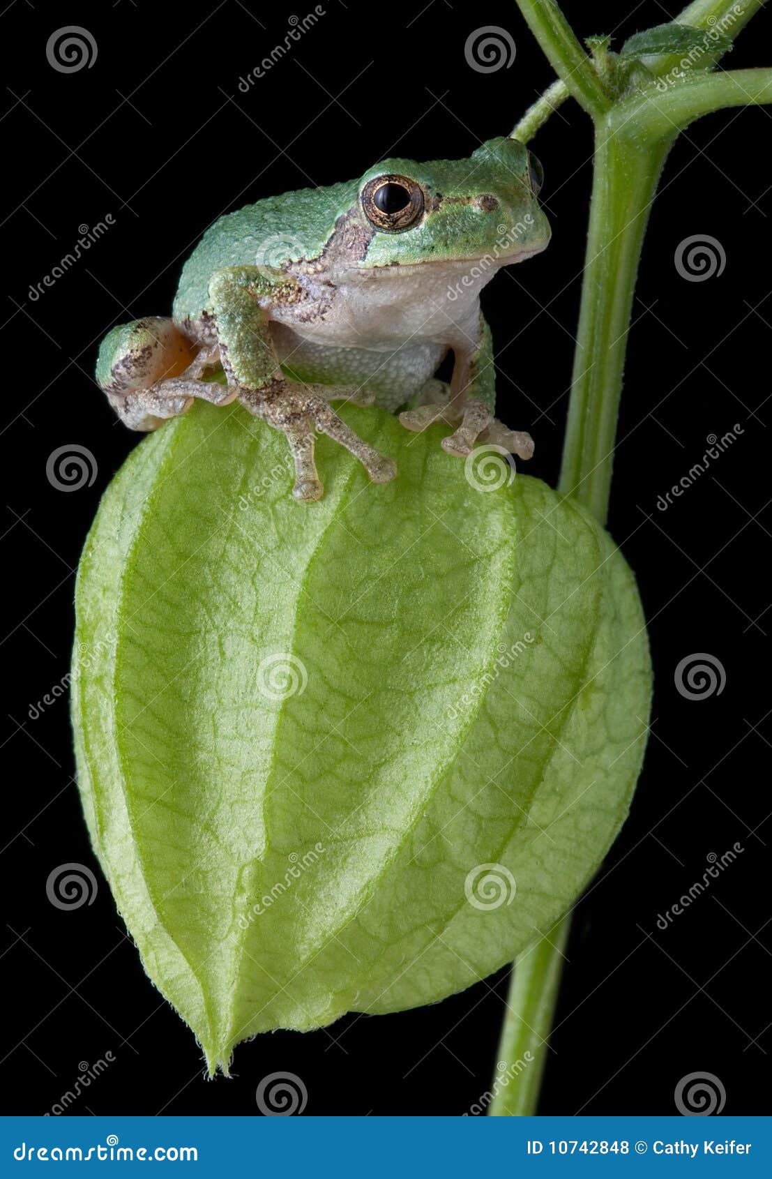 Tree Frog on Chinese Lantern Stock Photo - Image of nocturnal, chinese ...