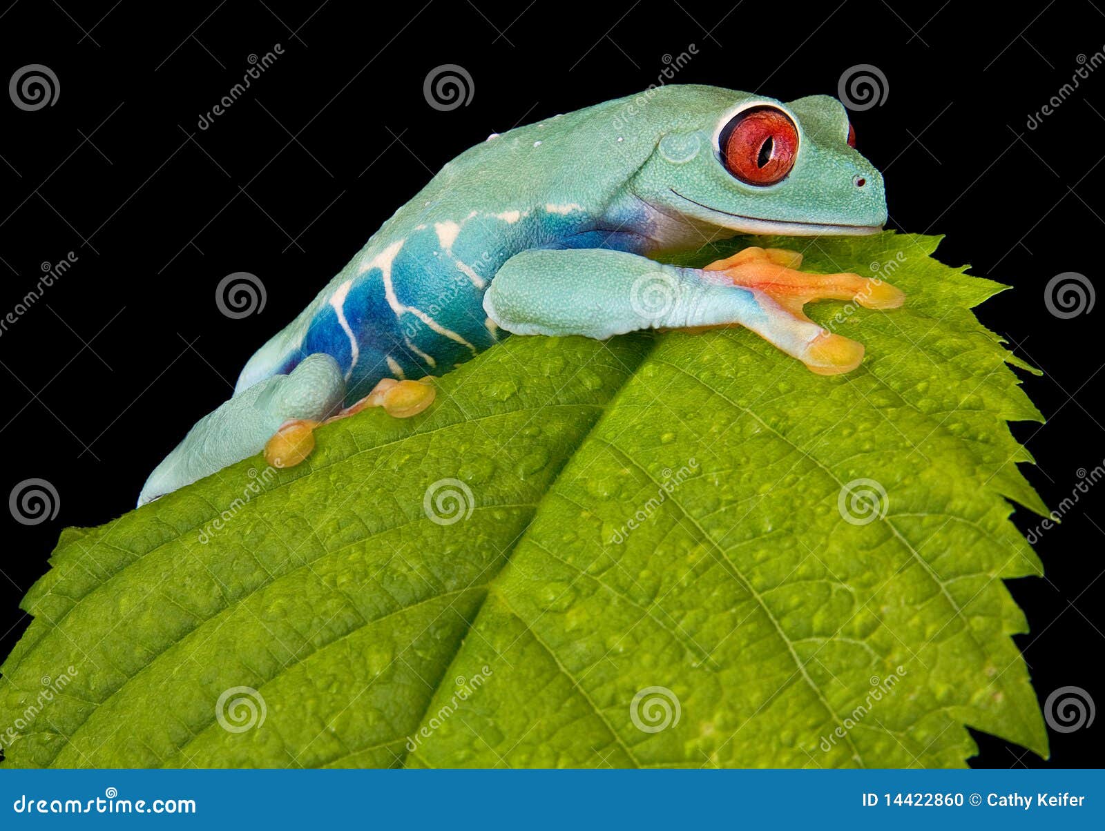 Tree frog climbing on leaf stock photo. Image of amphibian - 14422860