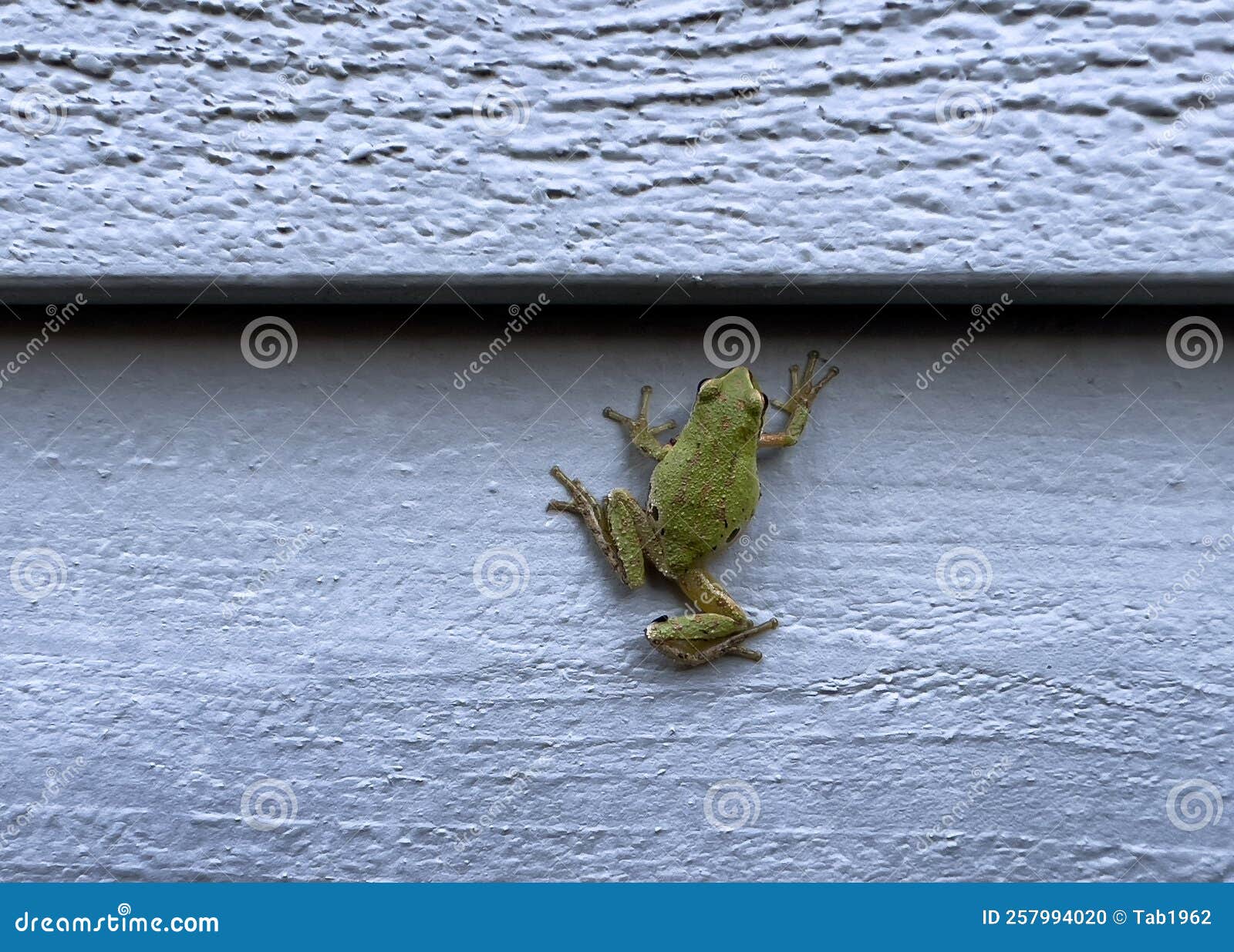Tree Frog Climbing Wood Siding Stock Photo - Image of wildlife, frog ...