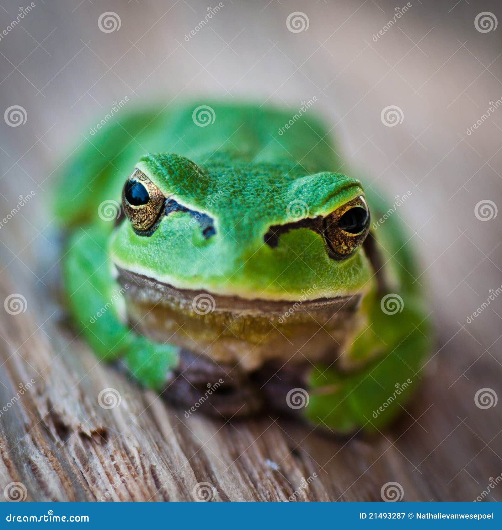 Tree frog in close-up stock image. Image of europe, wood - 21493287