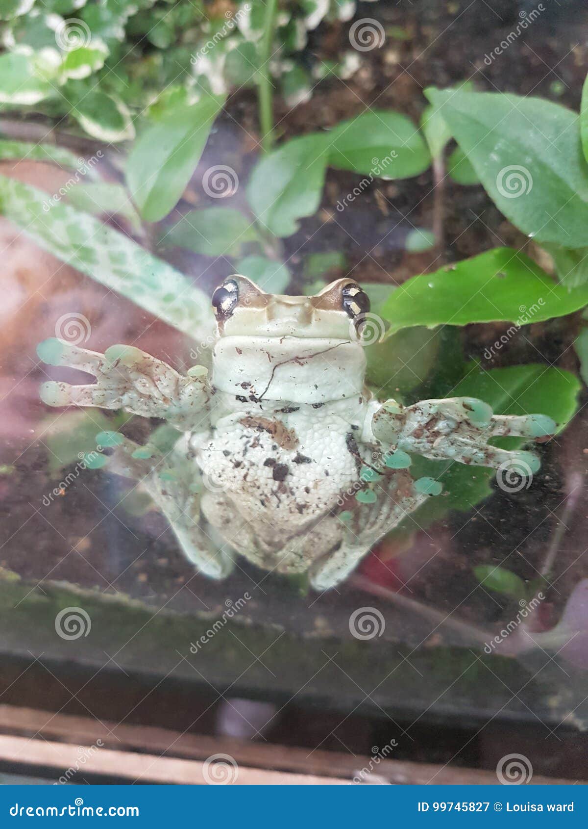 Tree frog stock image. Image of frog, tree, nature, sticky - 99745827