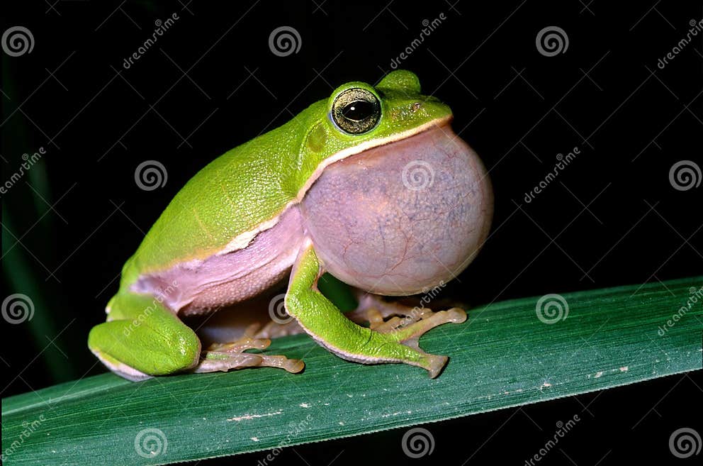 Tree frog courtship stock image. Image of attractive, climbing - 8716491