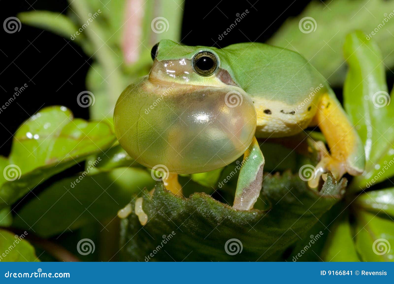 Tree Frog Courtship in Spring Stock Image - Image of brown, color: 9166841