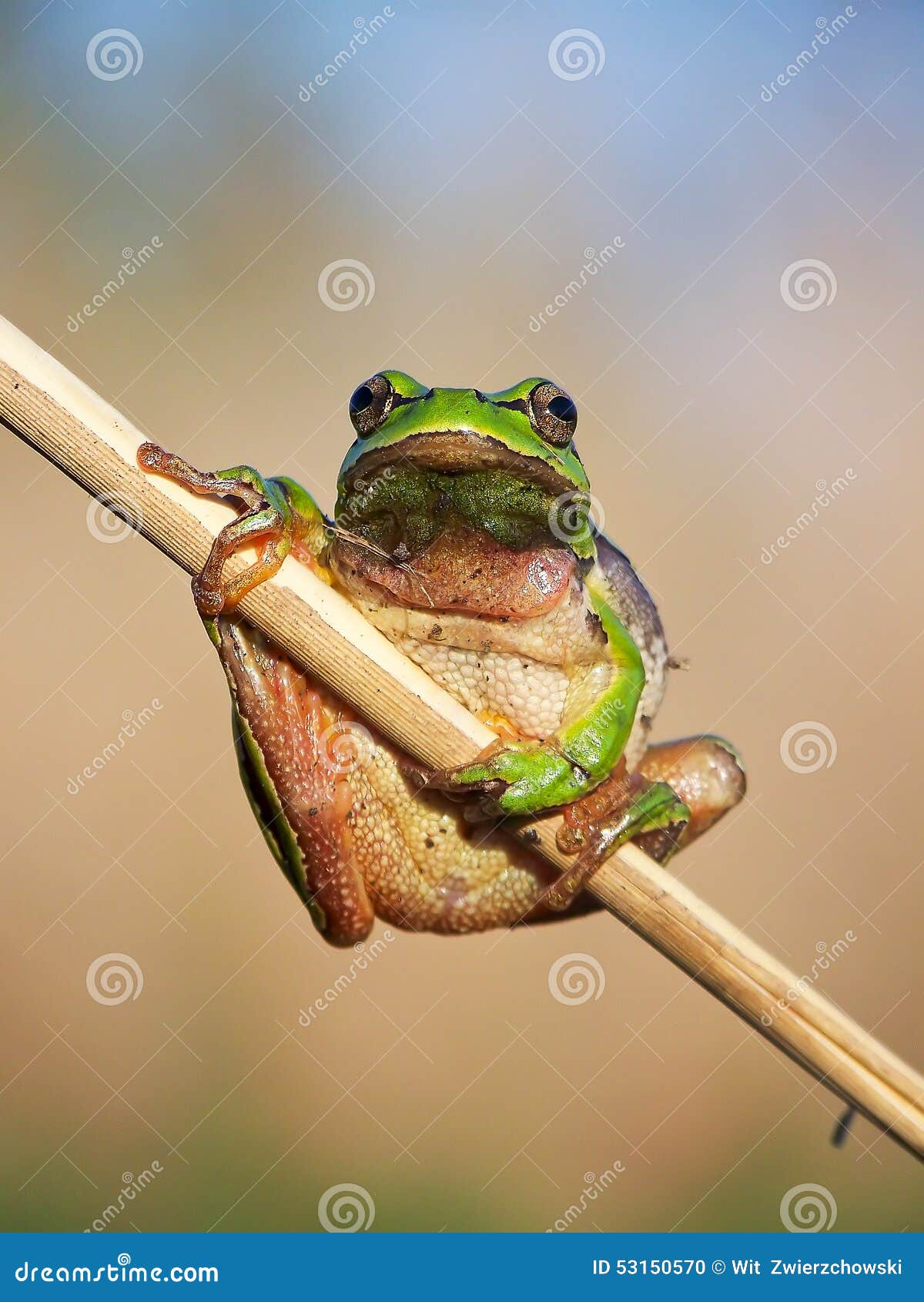 Tree frog stock photo. Image of amusing, isolation, croak - 53150570