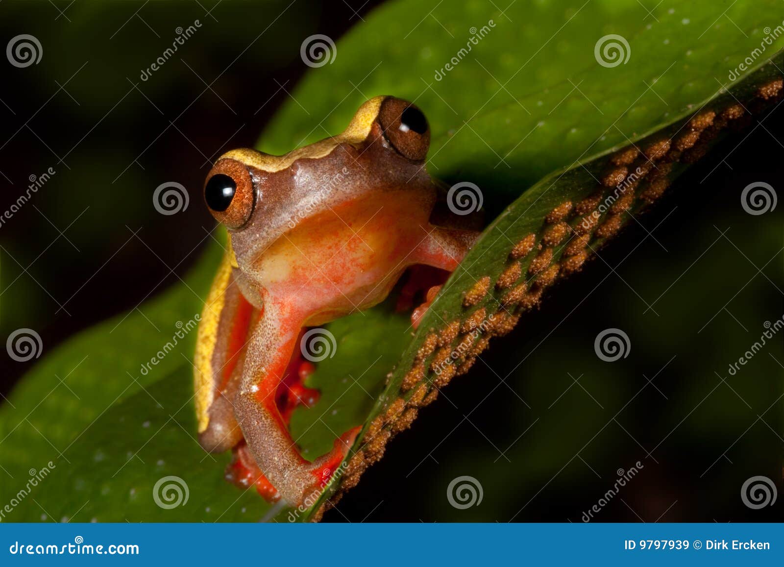 Tropical Big Animal Rhinoceros Royalty-Free Stock Photography ...
