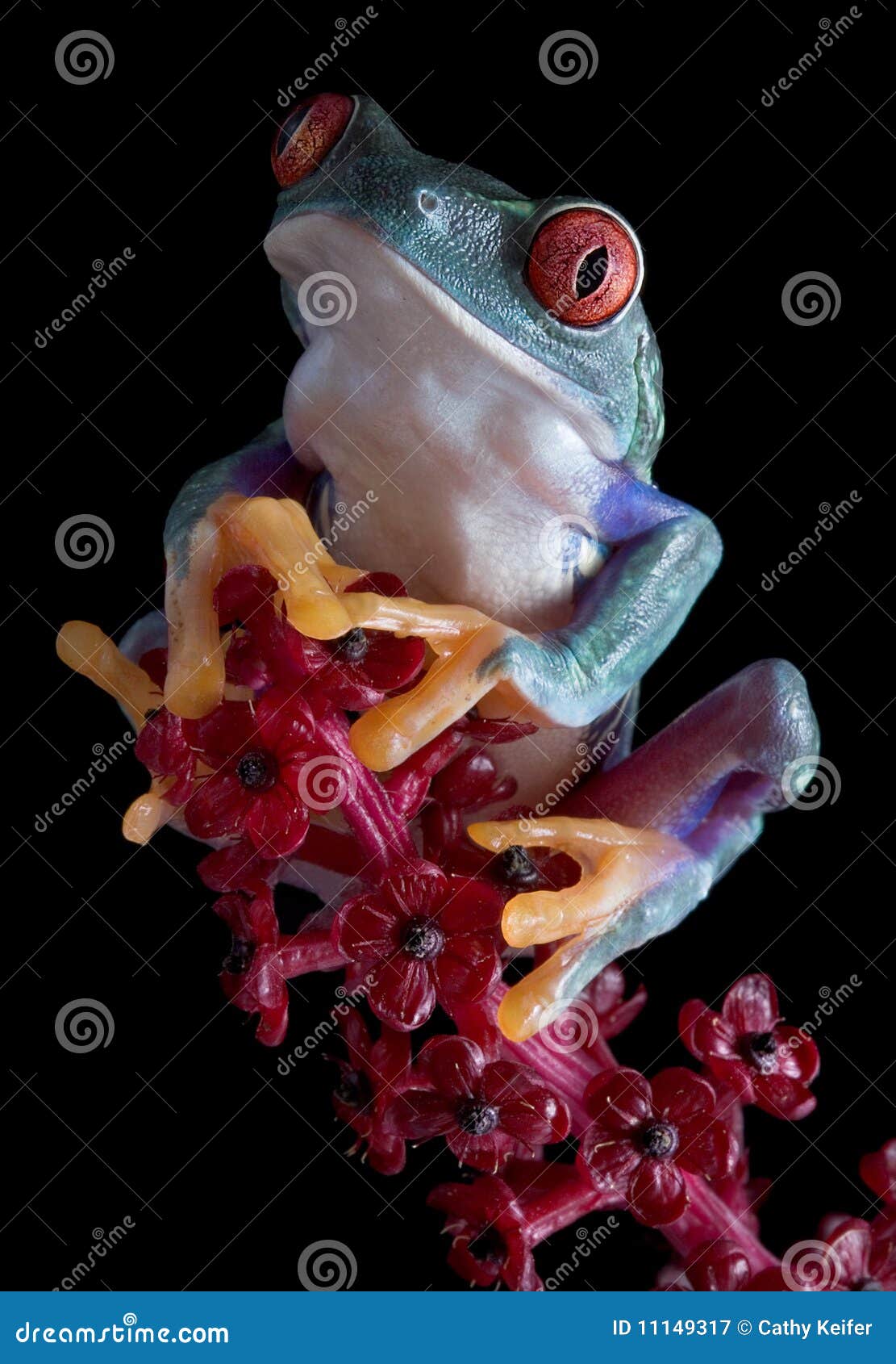 Tree frog after dark stock image. Image of vertical, frog - 11149317