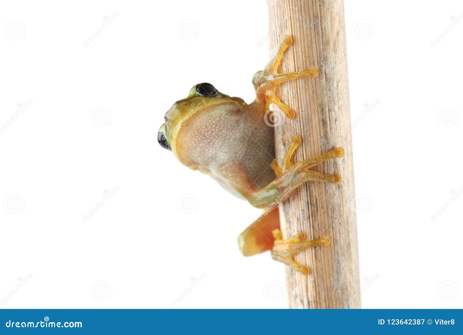 Tree Frog on Dry Stem Isolated on White Stock Image - Image of ...