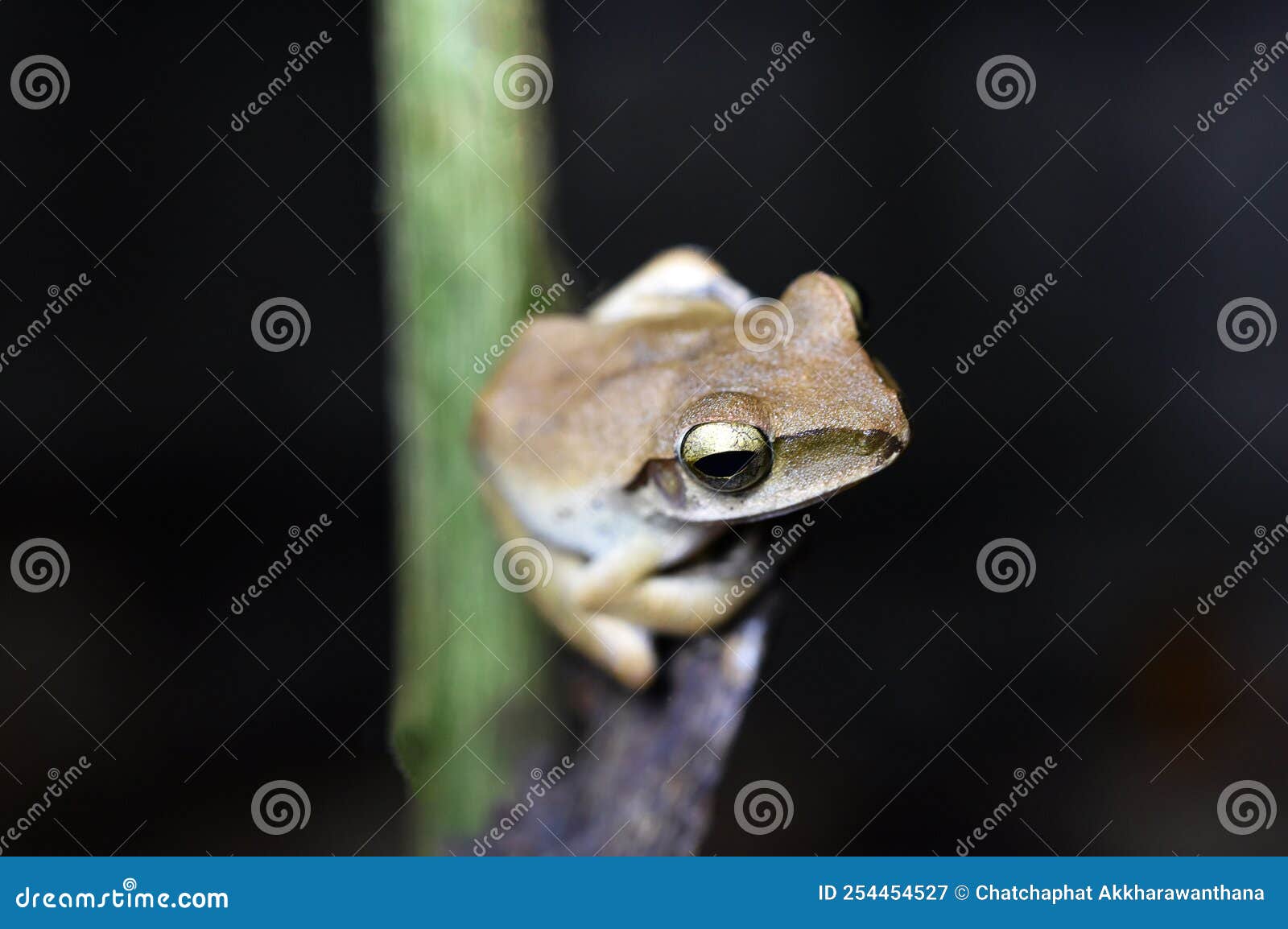 Tree frog on dry twig stock image. Image of macro, animal - 254454527