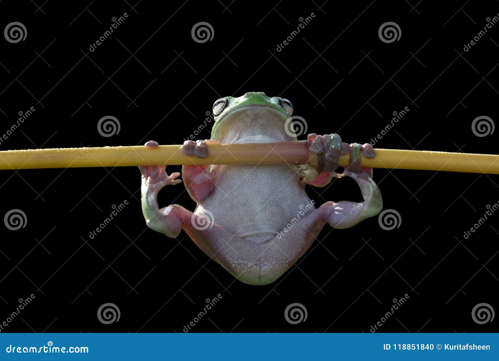 Tree Frog, Dumpy Frog on Branch, Animal Stock Photo - Image of front ...