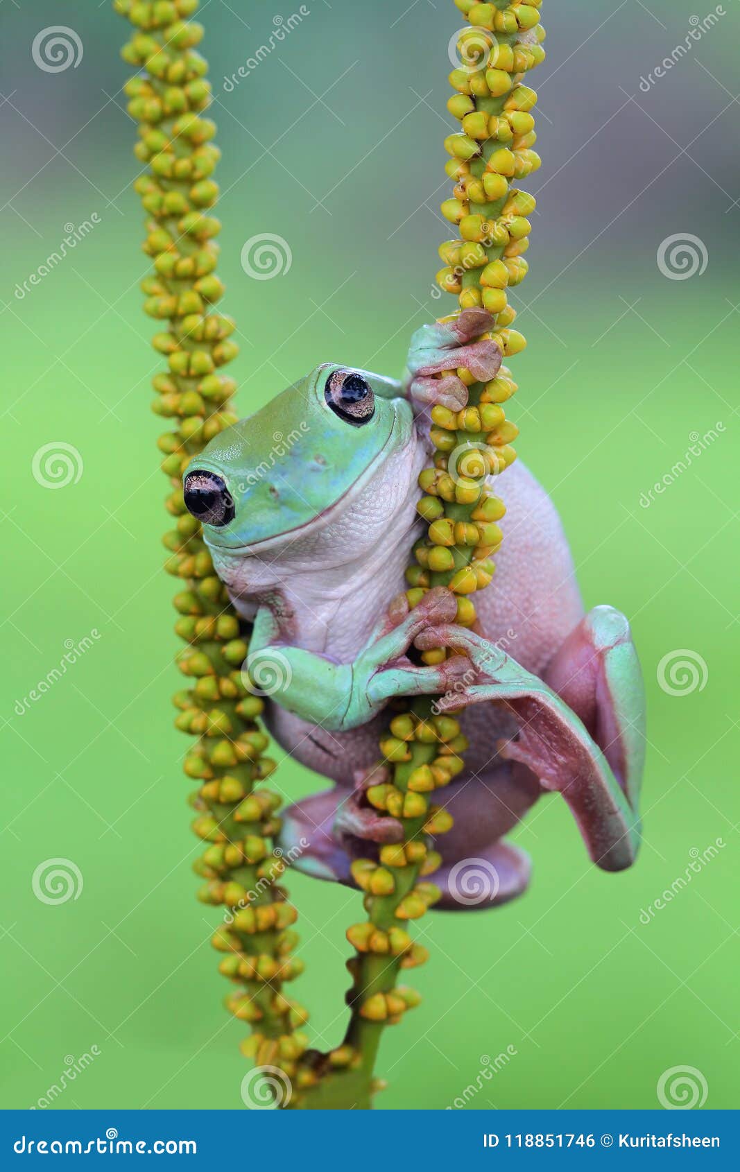 Tree Frog, Dumpy Frog on Branch, Animal Stock Photo - Image of focus ...