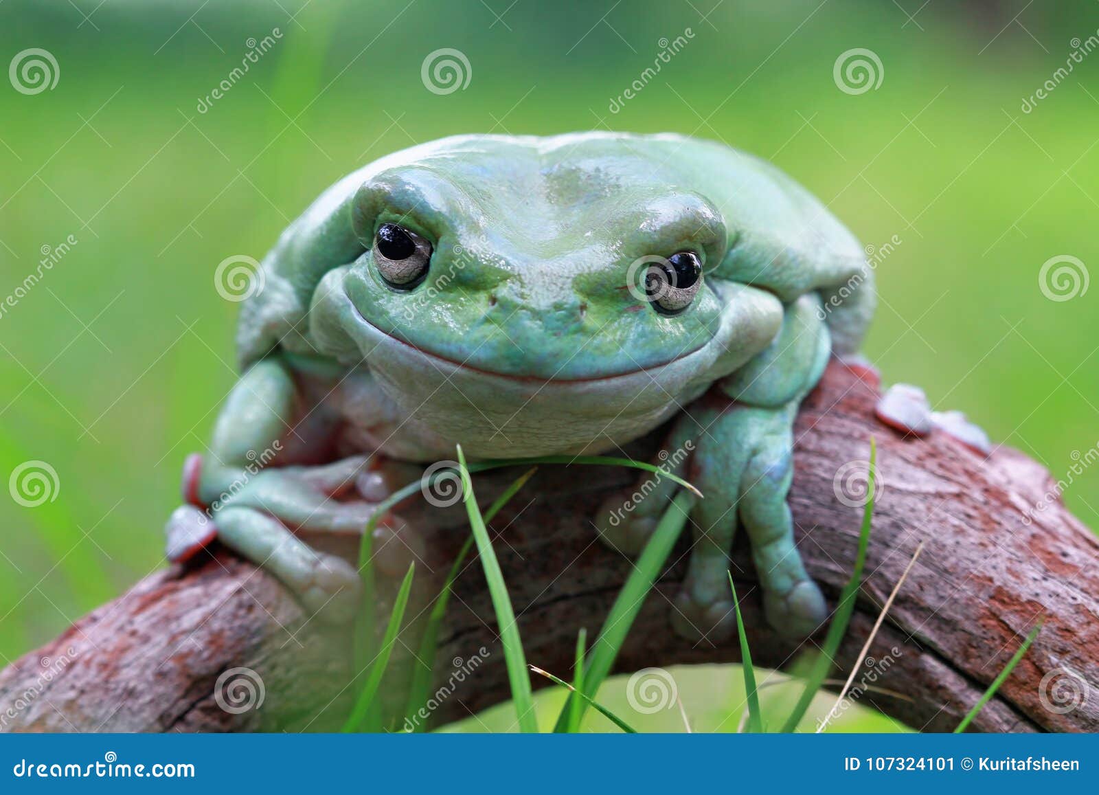 Tree Frog, Frog, Dumpy Frog Closeupp Stock Image - Image of color, cute ...