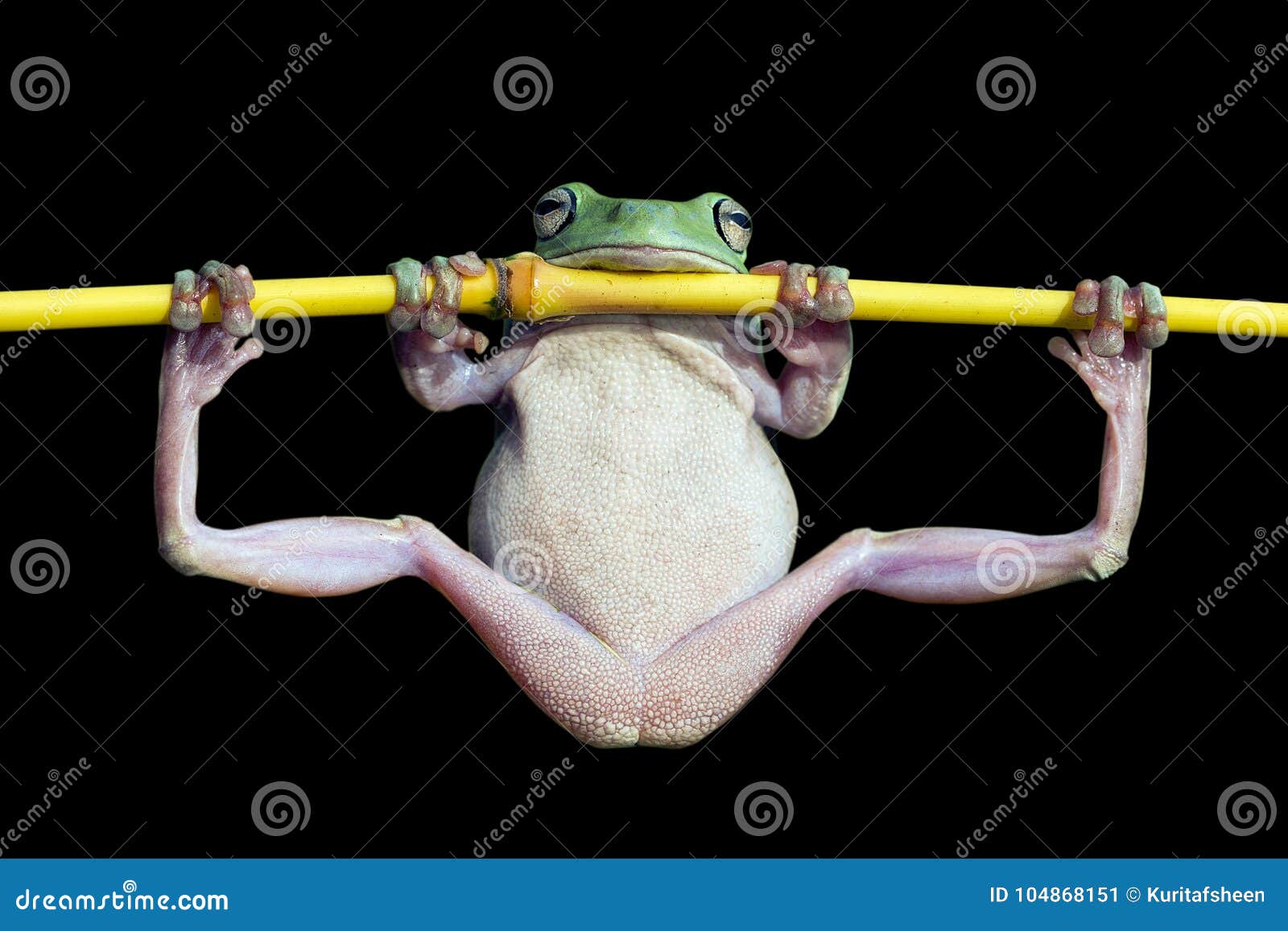 Tree Frog, Dumpy Frog Gymnastic on the Branch Stock Image - Image of ... Tree Frog, Dumpy Frog Gymnastic on the Branch Stock Image - Image of ...