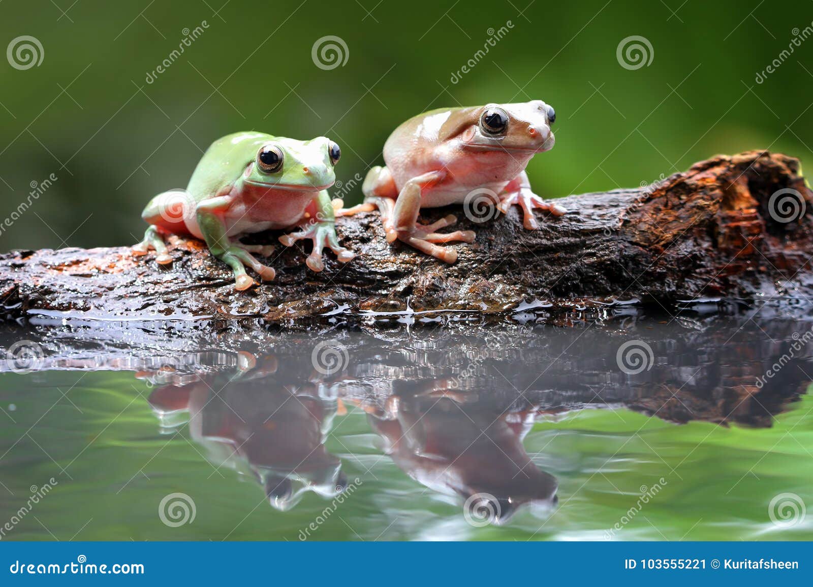 Tree Frog, Dumpy Frog in Reflection Stock Image - Image of frog, green ...