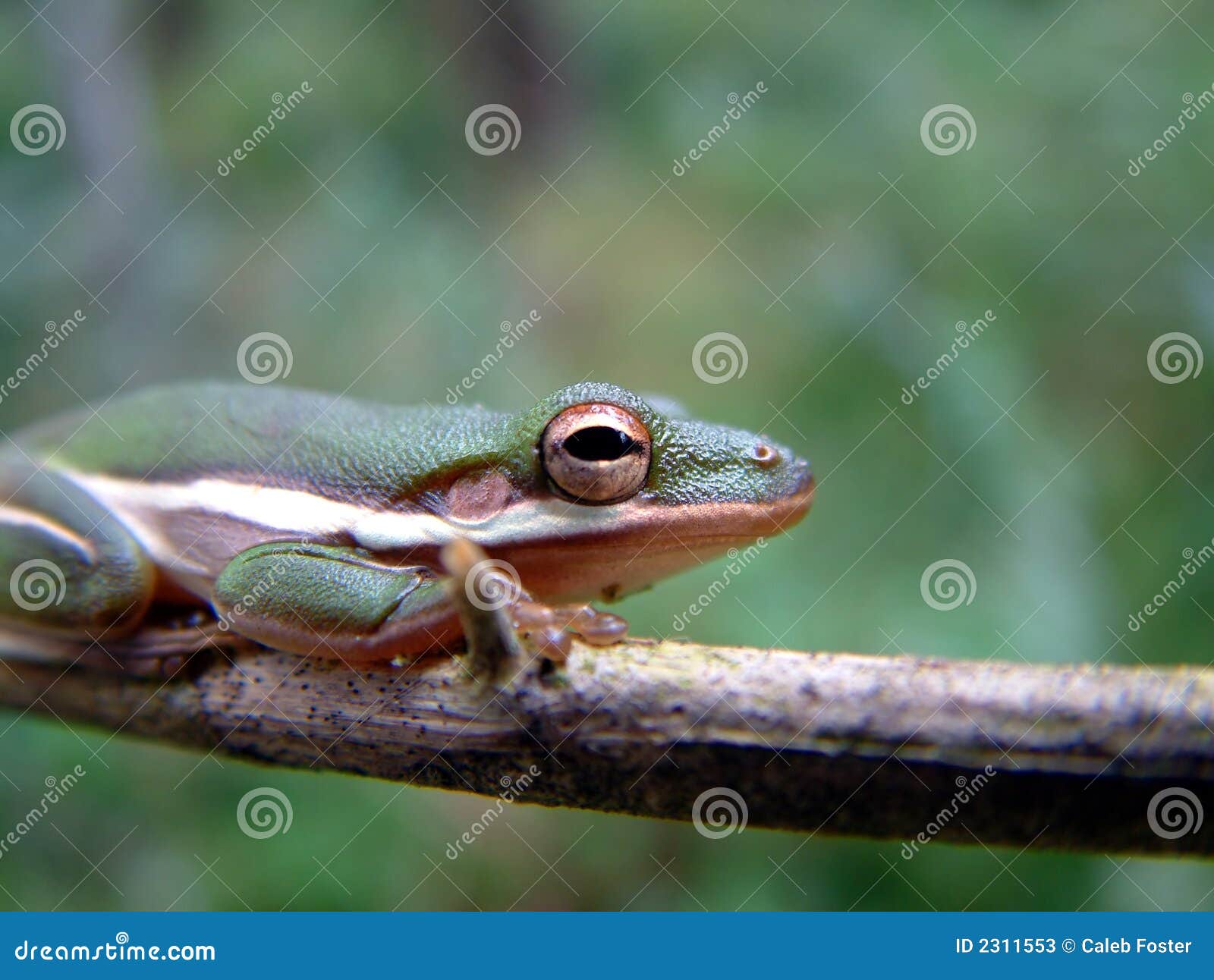 Tree Frog in the Everglades Stock Image - Image of florida, amphibian ...
