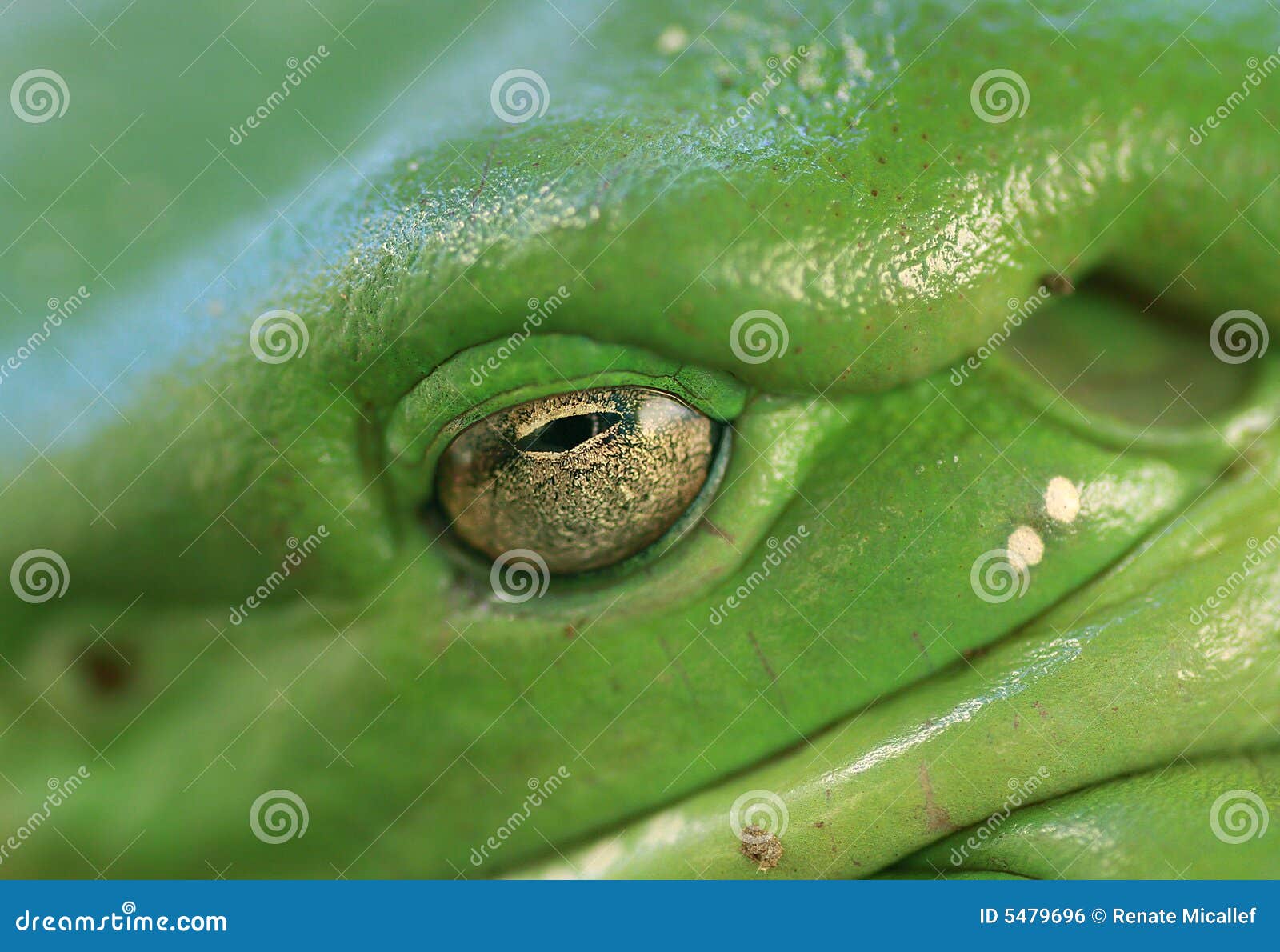 Tree Frog Eye(litoria Caerulea) Macro Stock Photo - Image of frog ...
