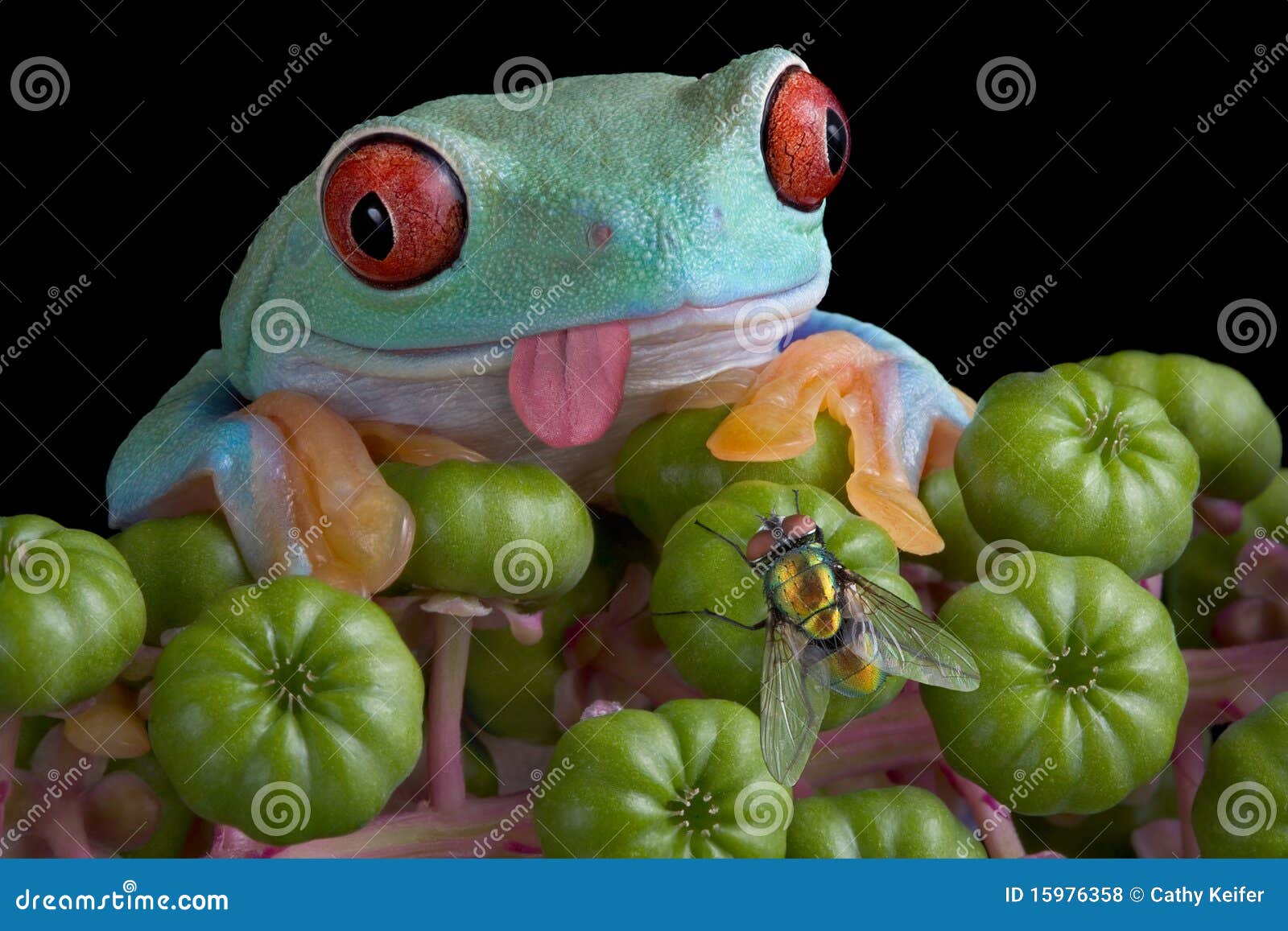 Tree frog eyeing fly stock photo. Image of frog, horizontal - 15976358